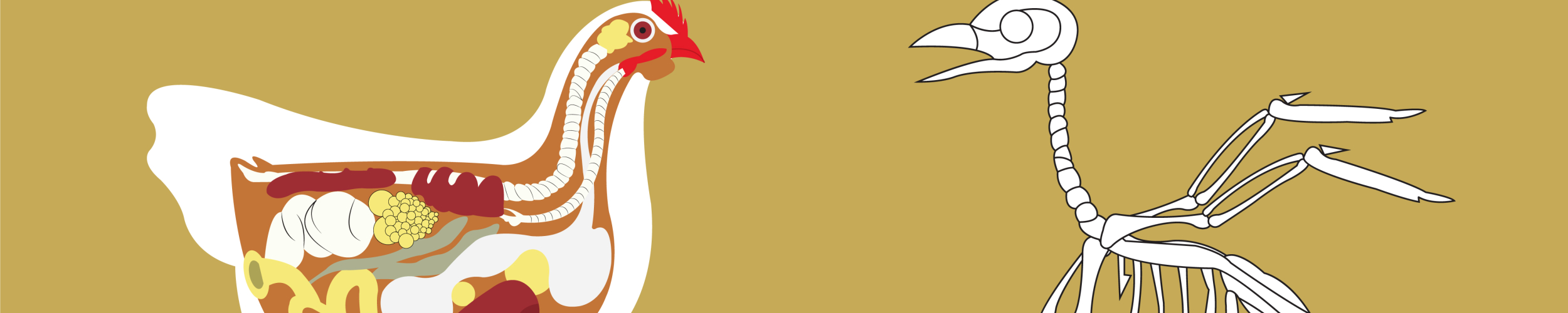 Autopsy | Galluvet Veterinary Practice