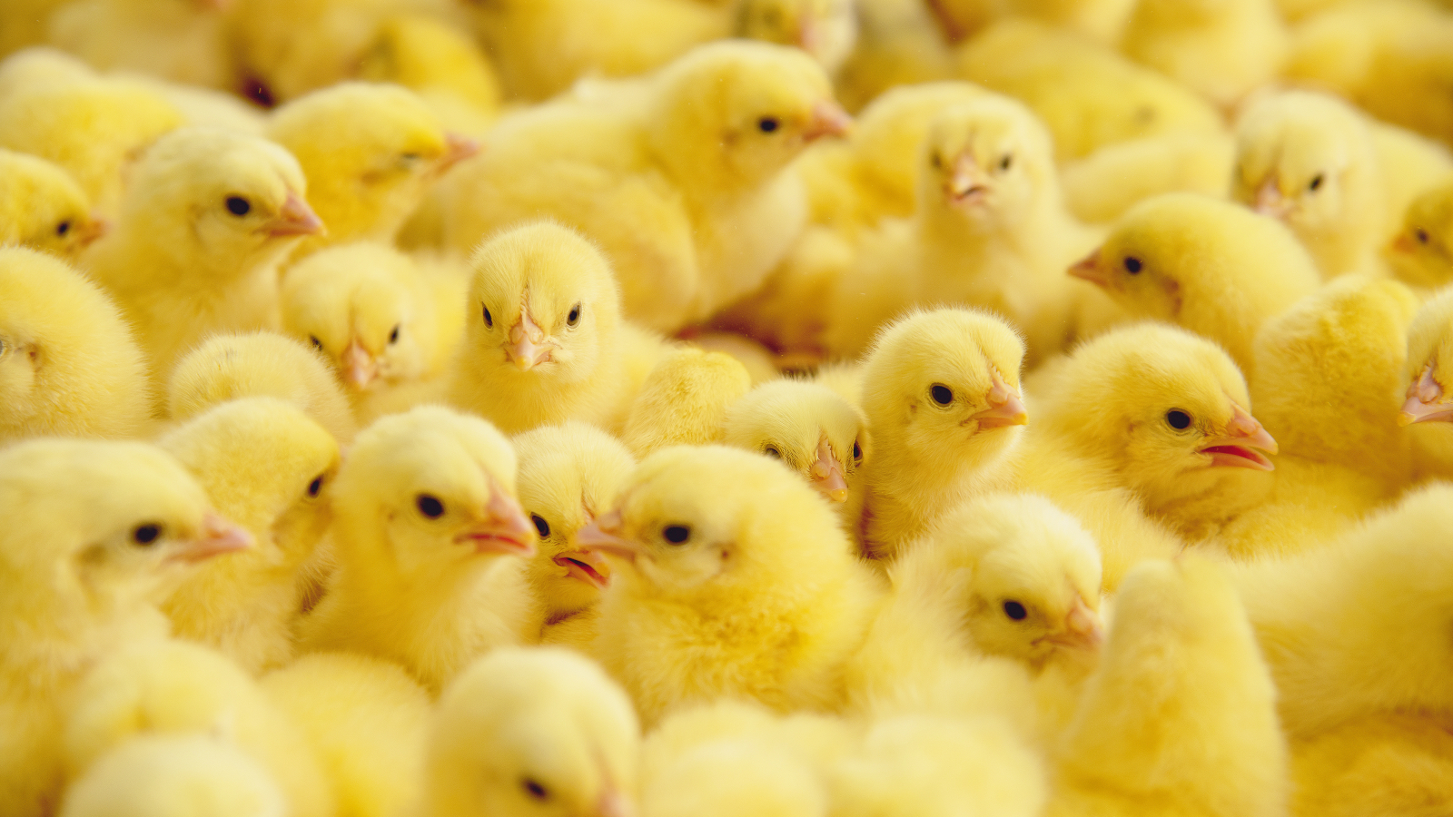 Professional Poultry | Veterinary Practice Galluvet